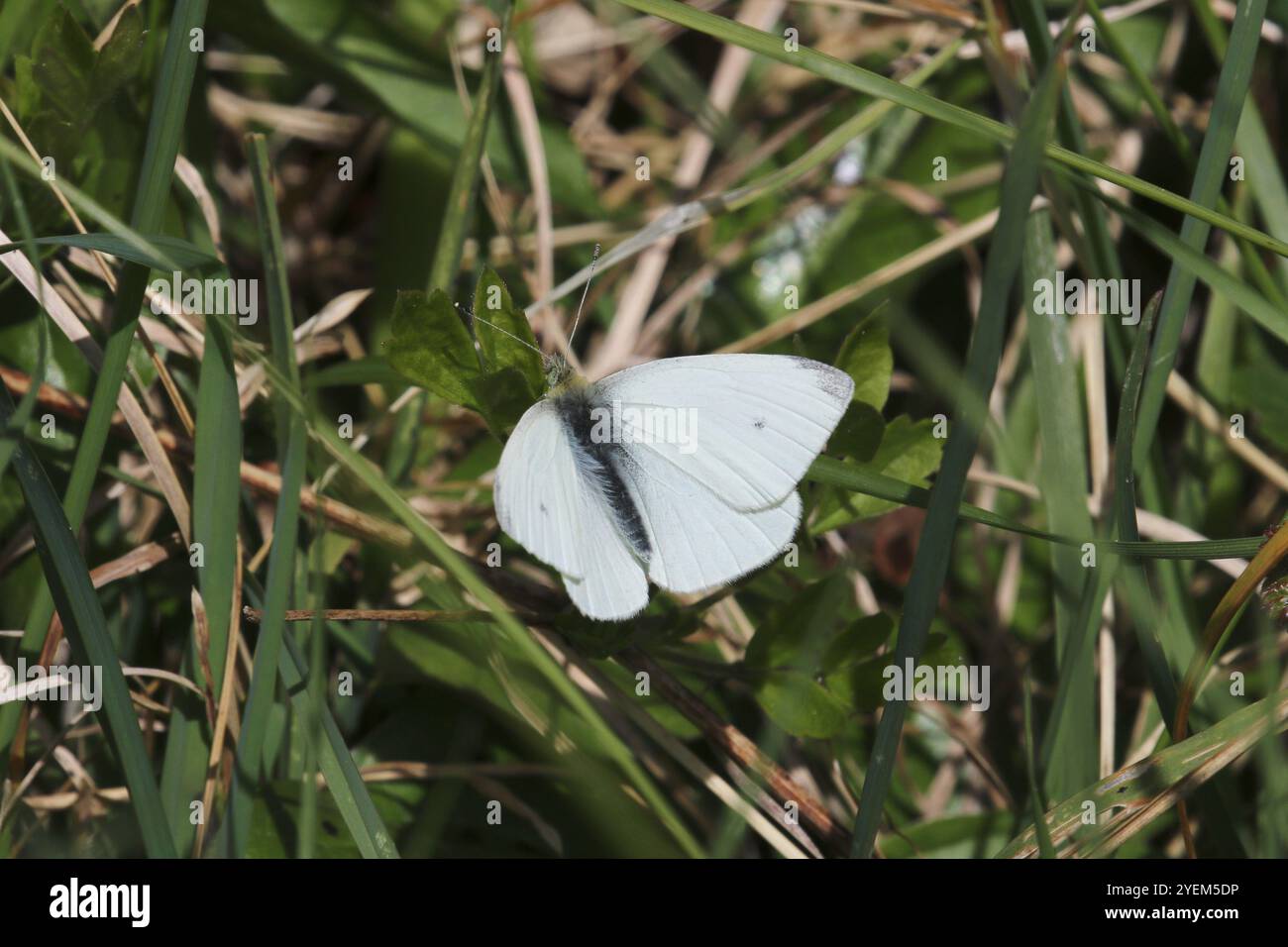 Black wings with small white spots hi-res stock photography and images ...