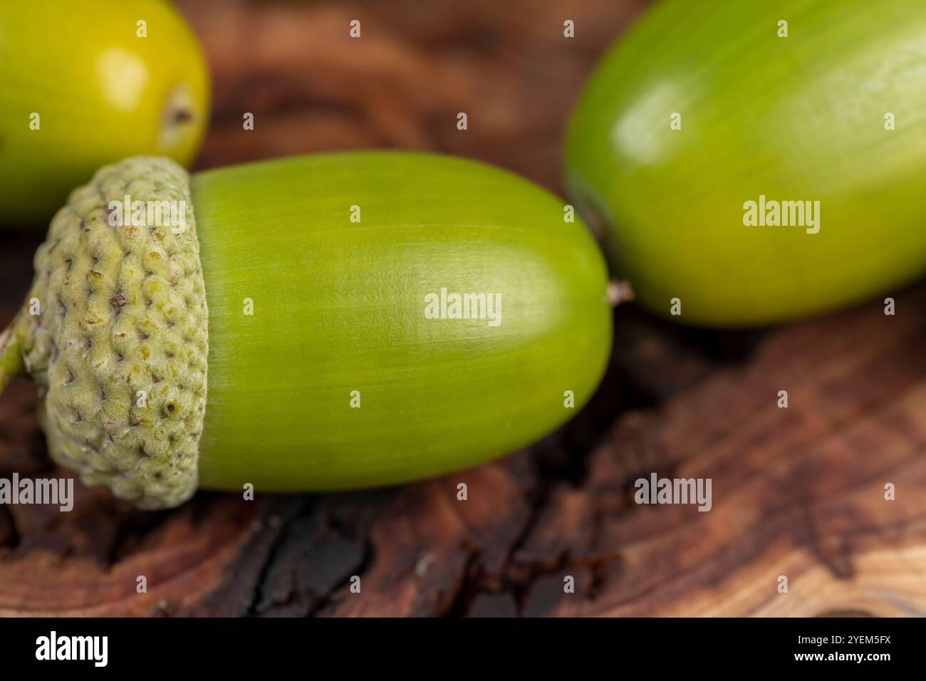 green oak acorns on a juniper board, details of green immature oak ...