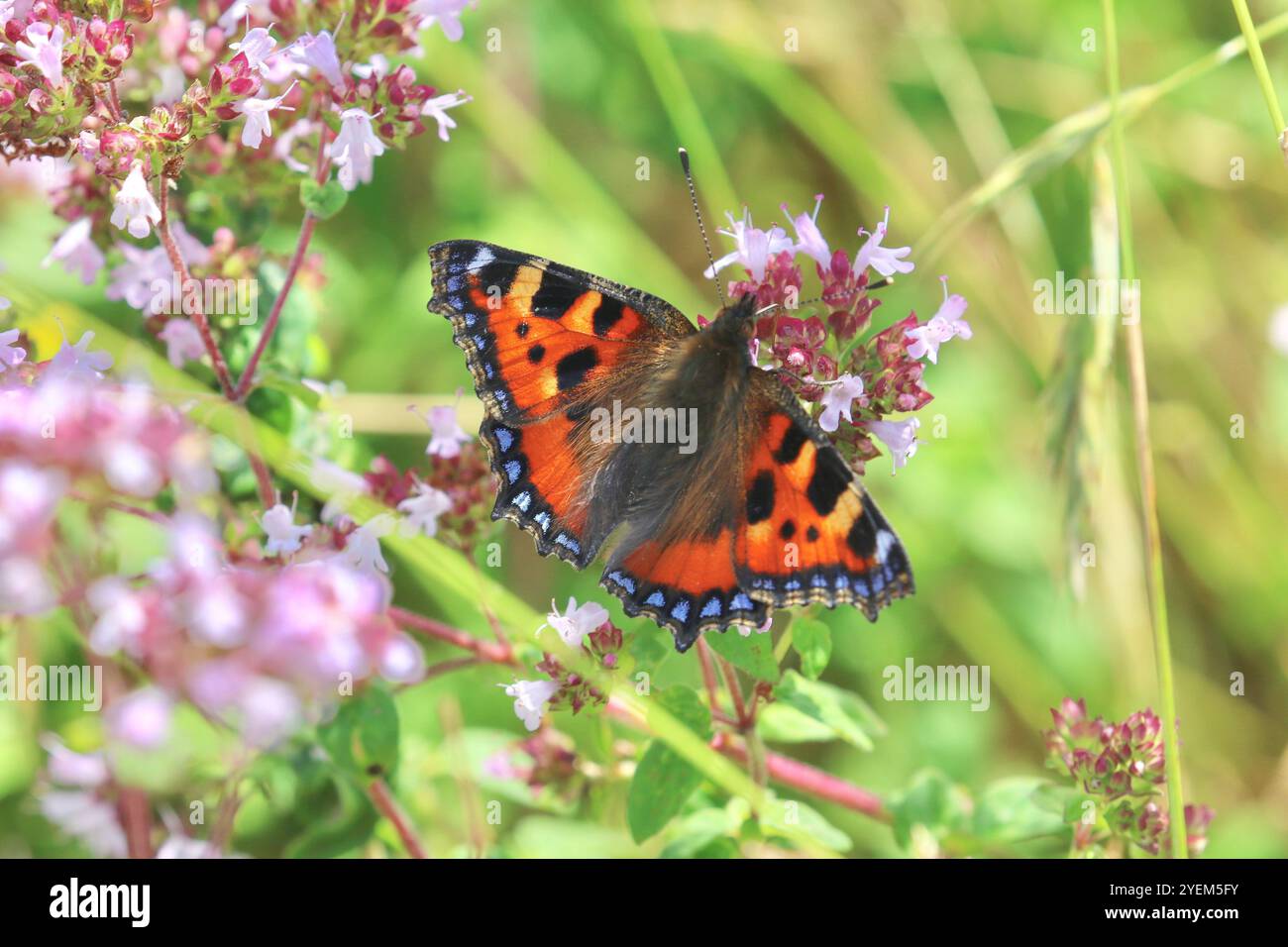 Bright tortoiseshell hi-res stock photography and images - Alamy