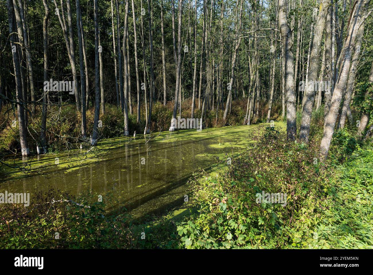 green trees in the swamp , green grass and deciduous trees in the swamp ...