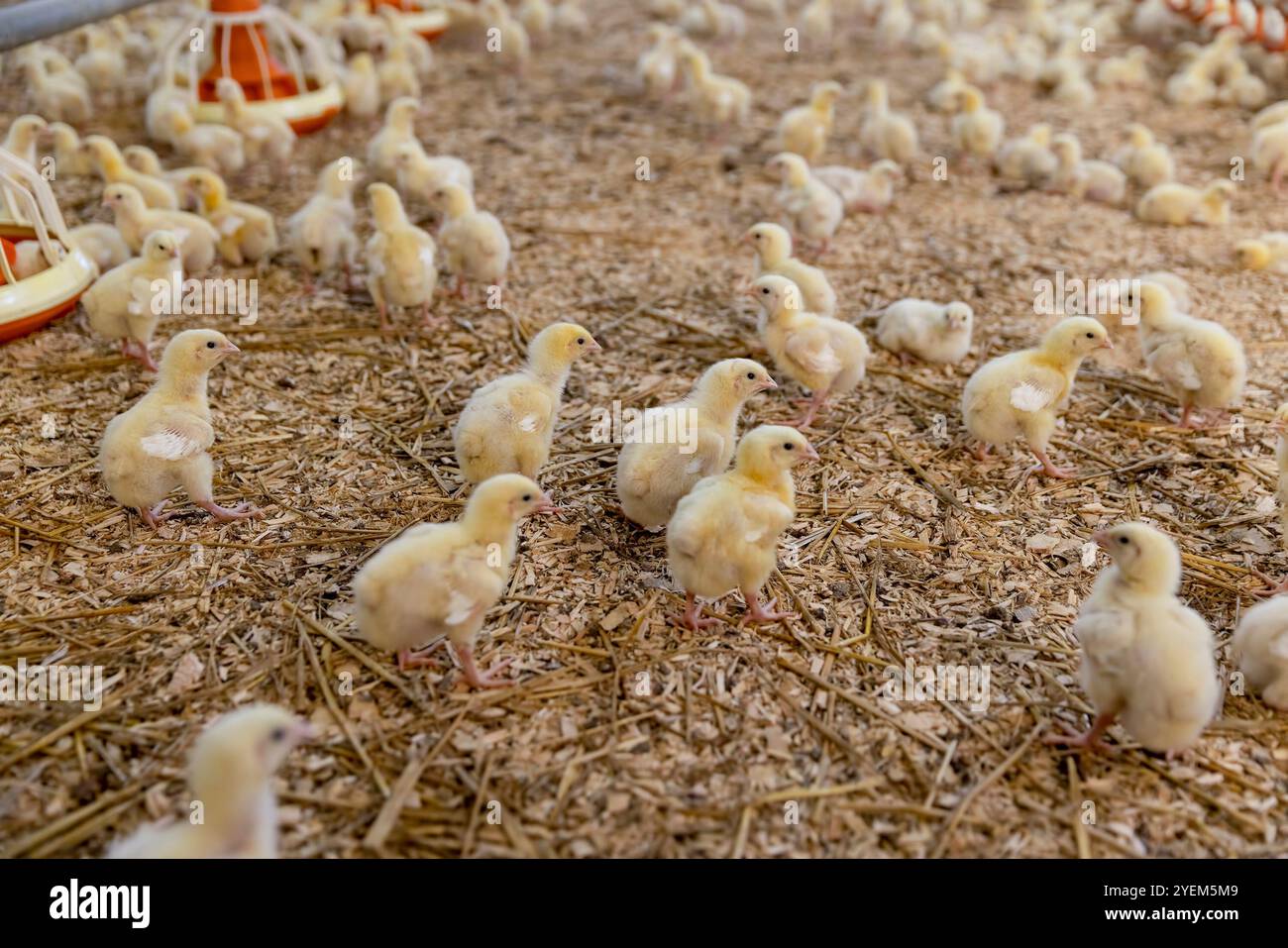 small chickens with yellow fluff in the large hall of the poultry farm ...