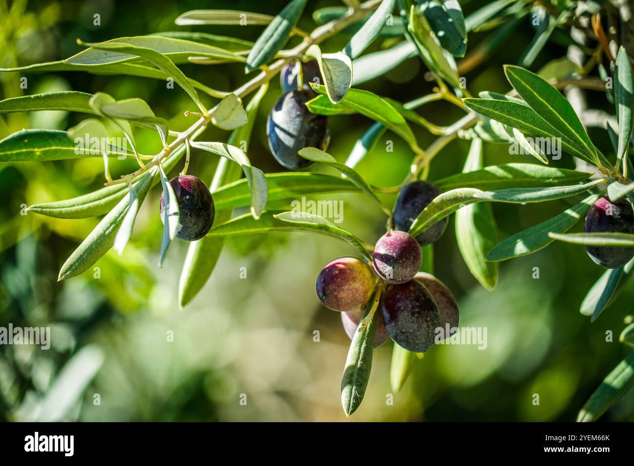 The Blue Town Stock Photo - Alamy
