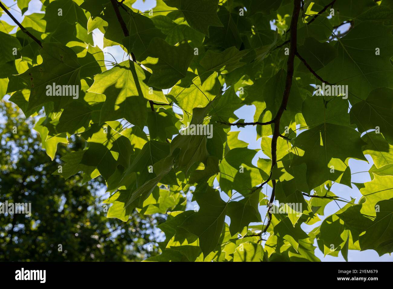 the green foliage of the tulip tree in the summer and the blue sky, the ...