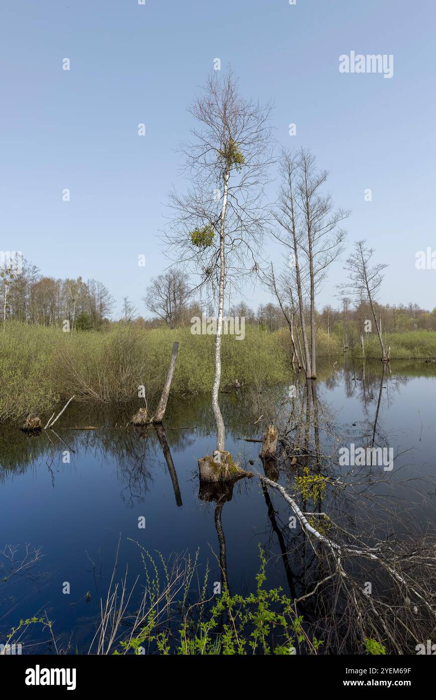 Shrubs for sunny area hi-res stock photography and images - Alamy