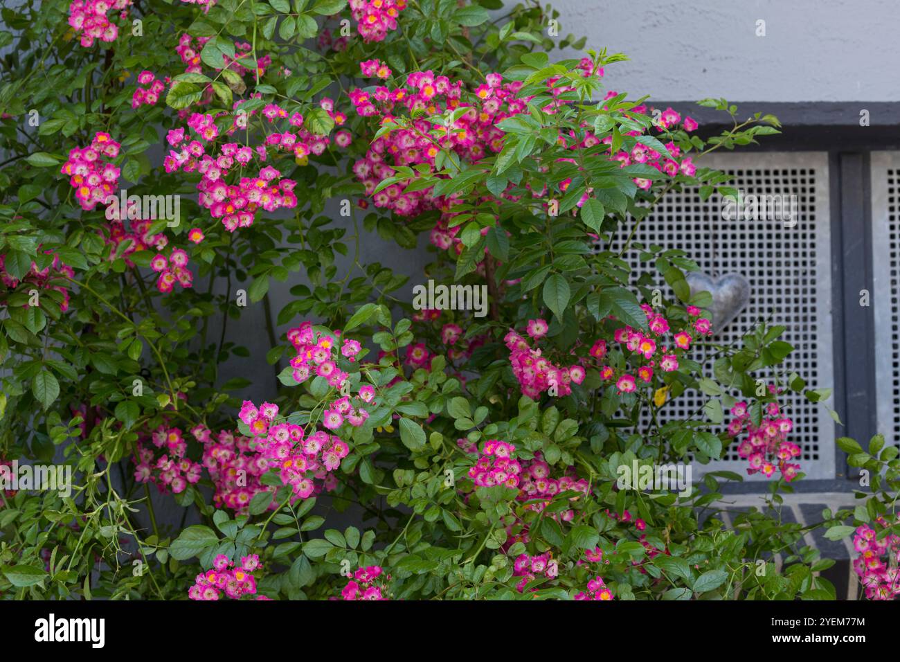 Kletterrose, Kletter-Rose, Kletterrosen, Rose, Rosen, Rambler, Rambler ...