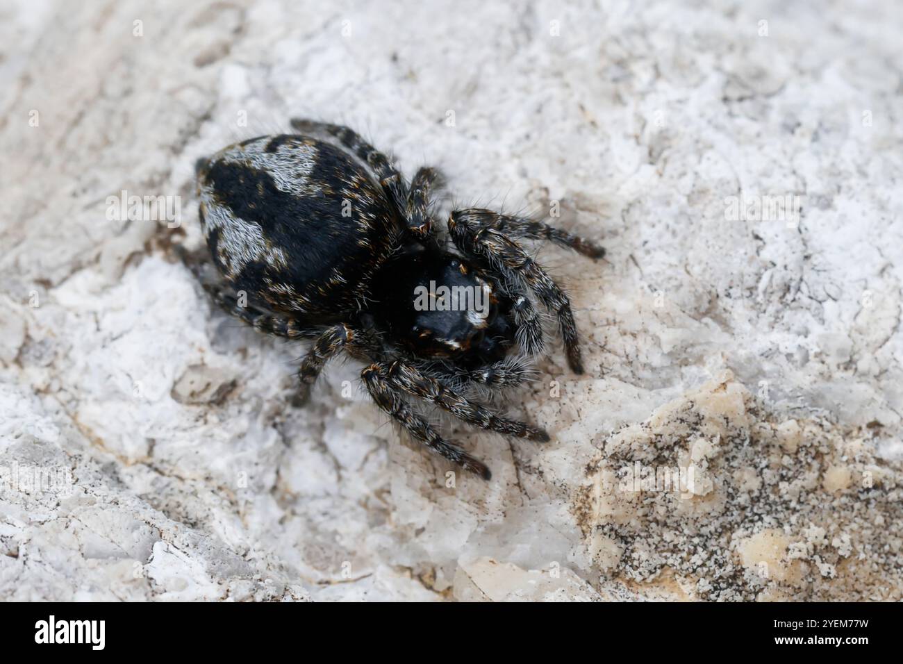Goldaugen-Springspinne, Goldaugenspringspinne, Goldäugige Springspinne ...