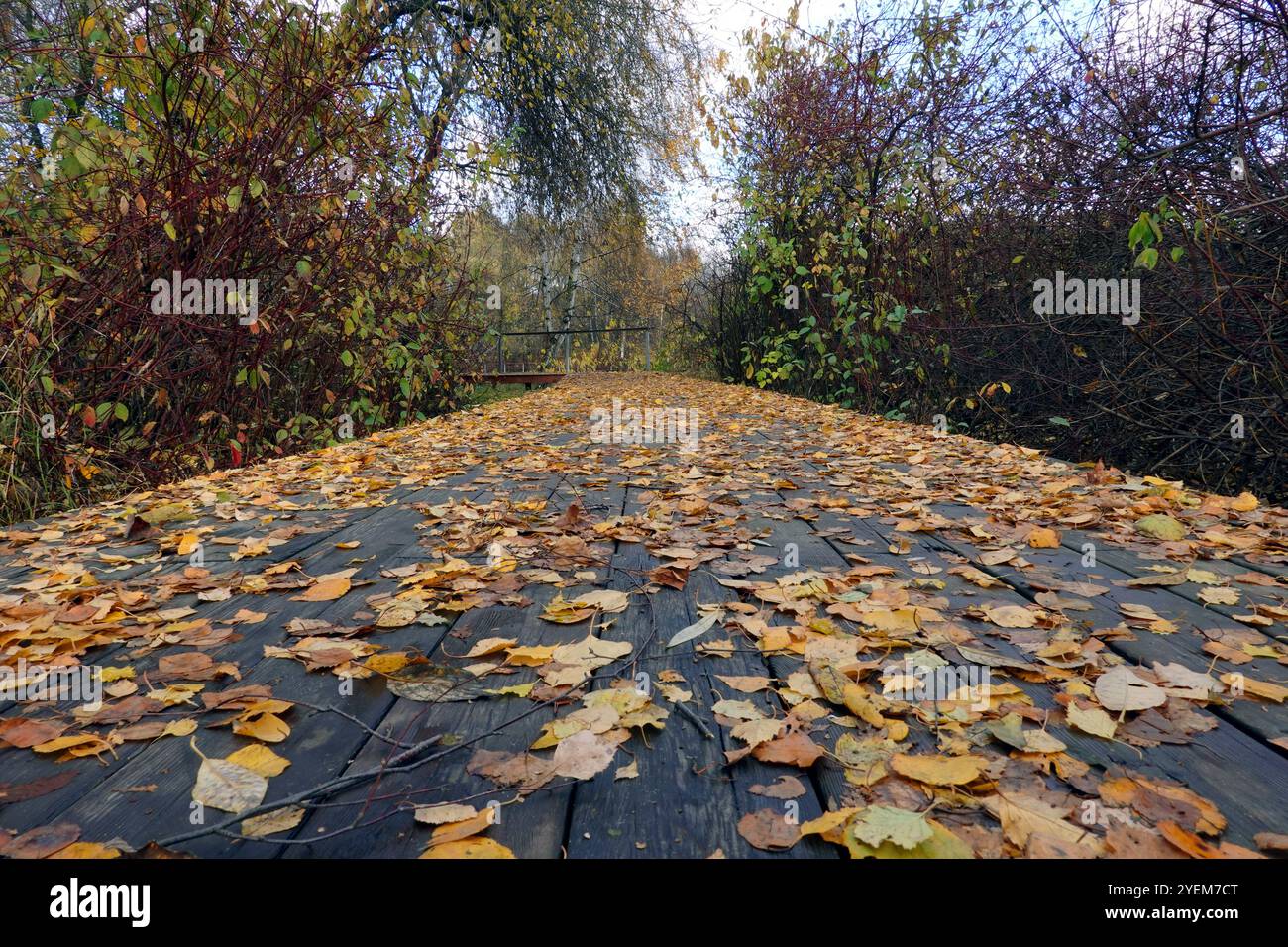 Pathway with wooden surface with fallen leaves view from close to ...