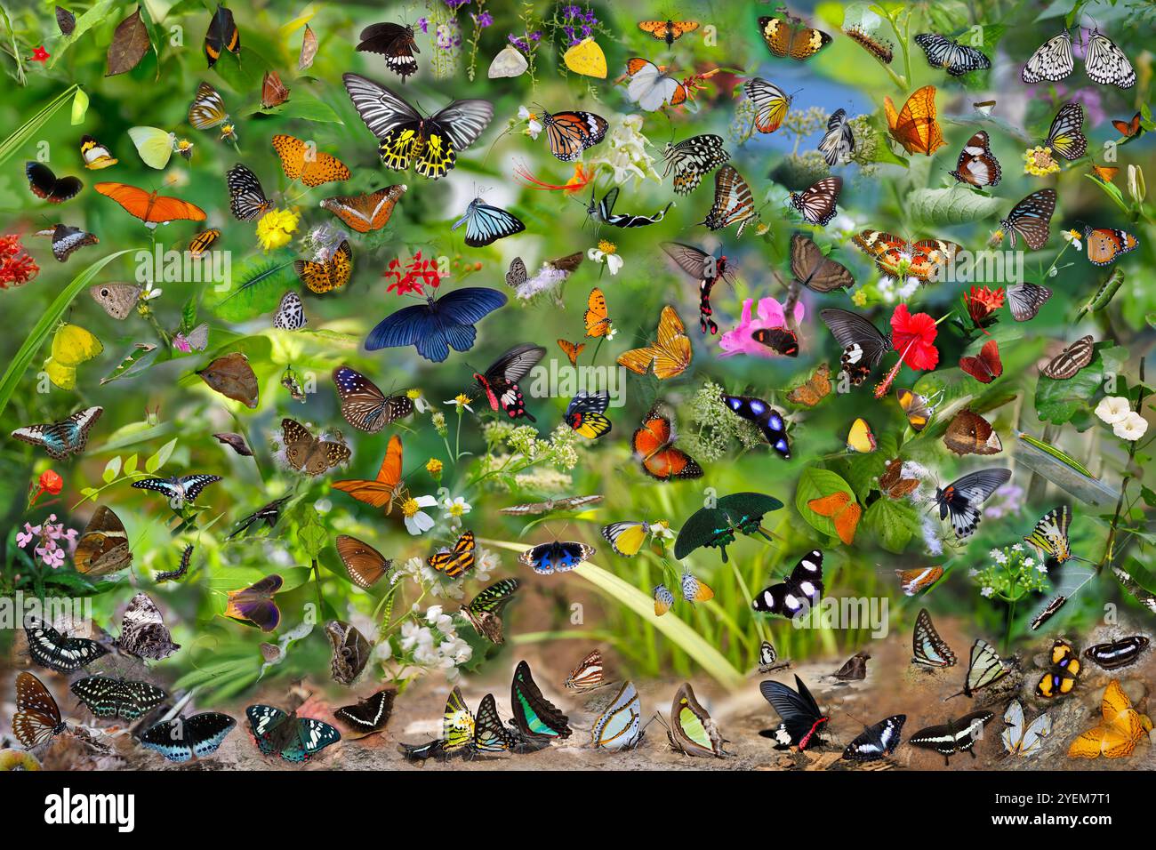 A colorful butterfly collage with many different species photographed ...