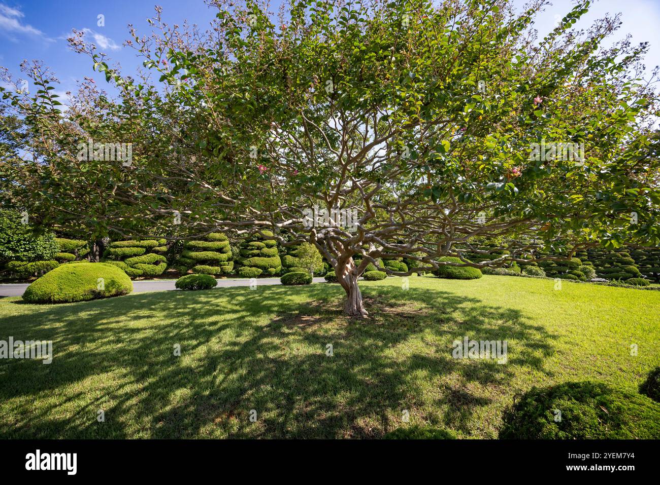 Unusual tree with mass of branches at the UN Memorial Cemetery in Busan ...