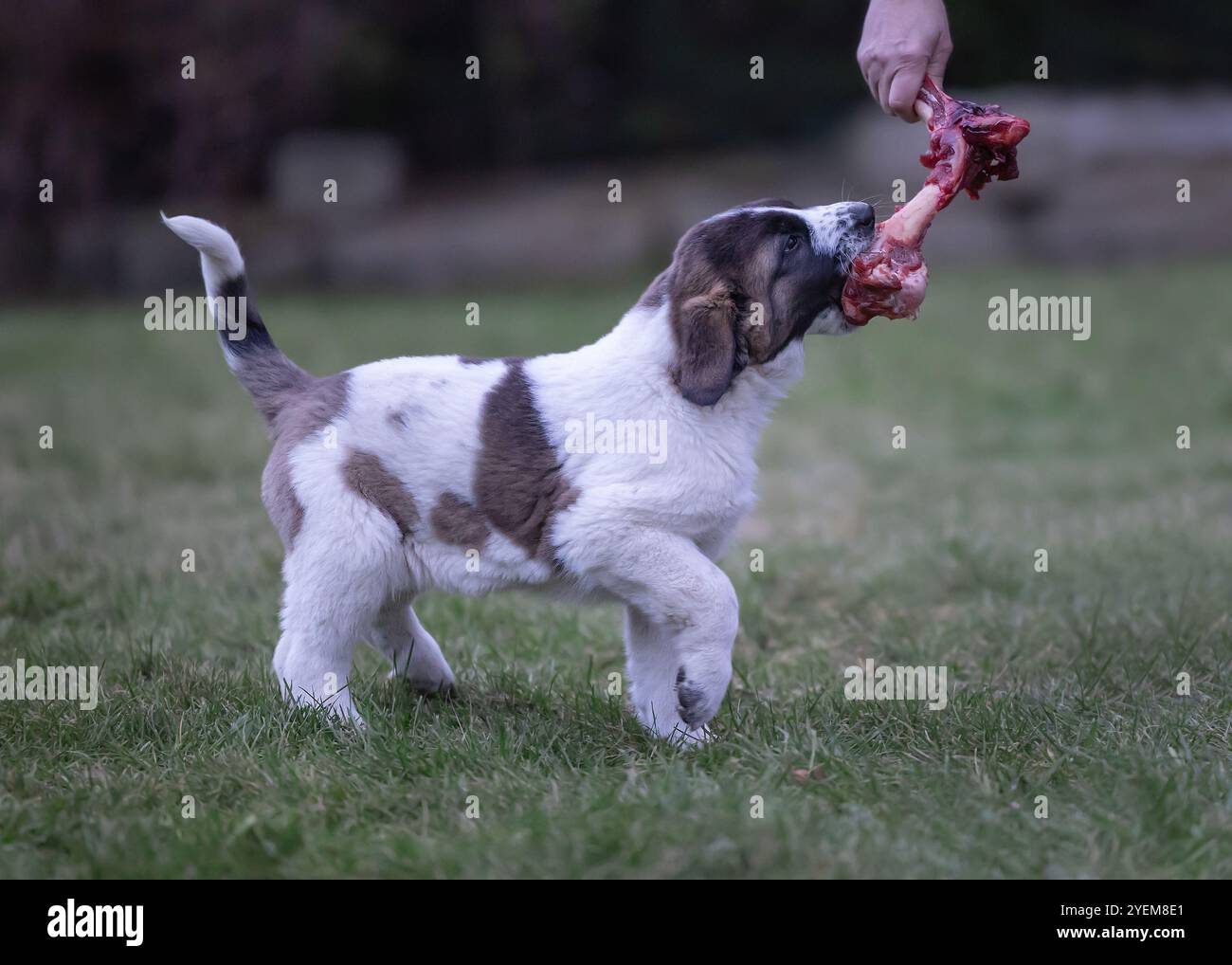 Raw beef dog food hi-res stock photography and images - Alamy