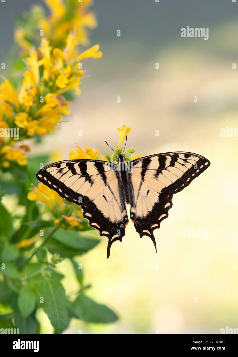 Macro of a male eastern tiger swallowtail butterfly (papilio glaucus ...