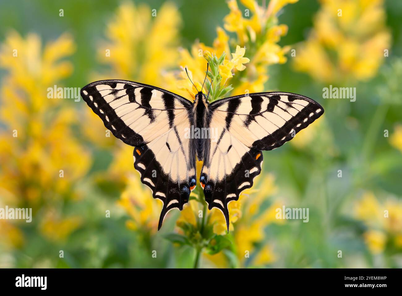 Macro of a male eastern tiger swallowtail butterfly (papilio glaucus ...