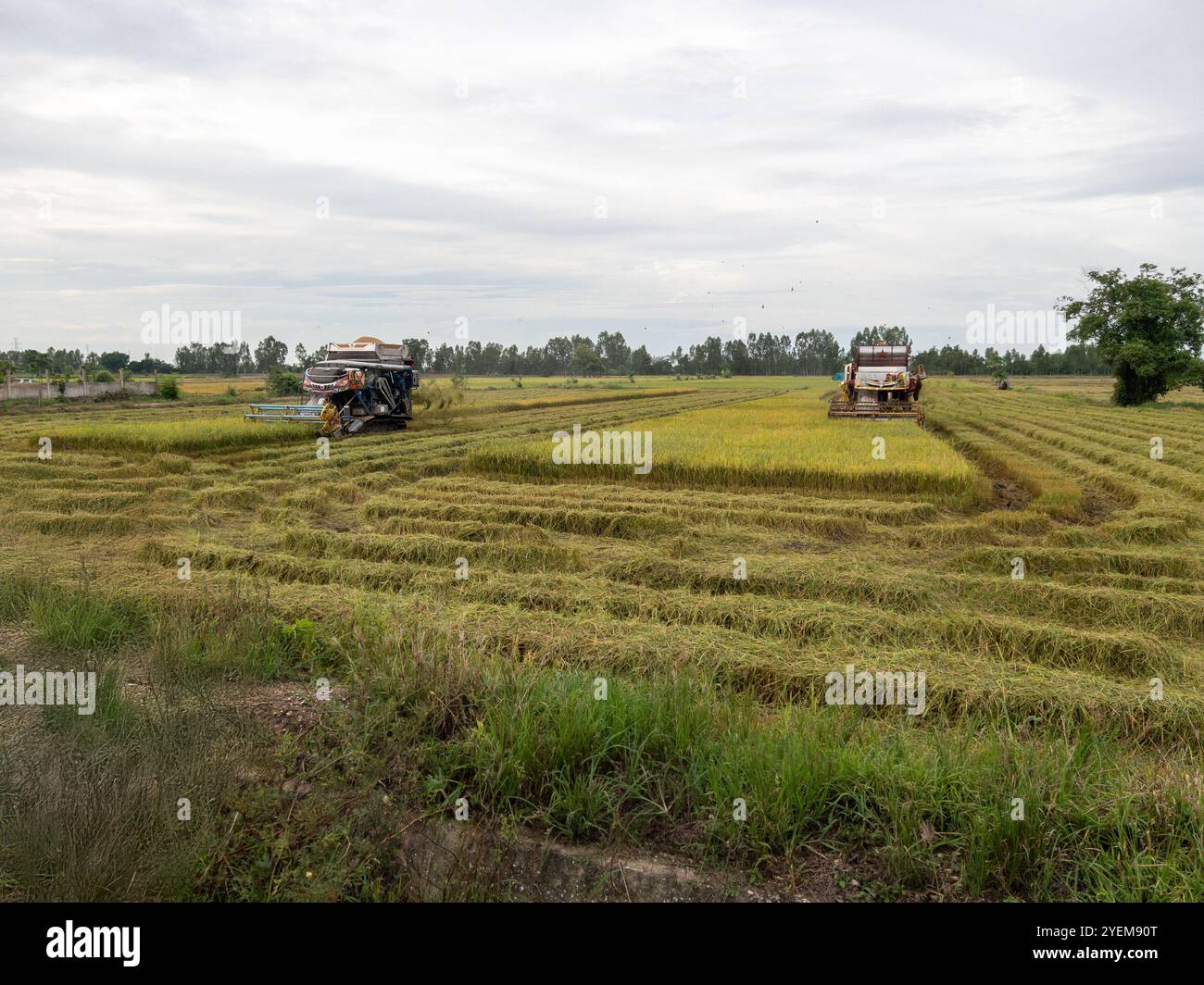 The double rice harvester machines are harvesting in the rice field of ...