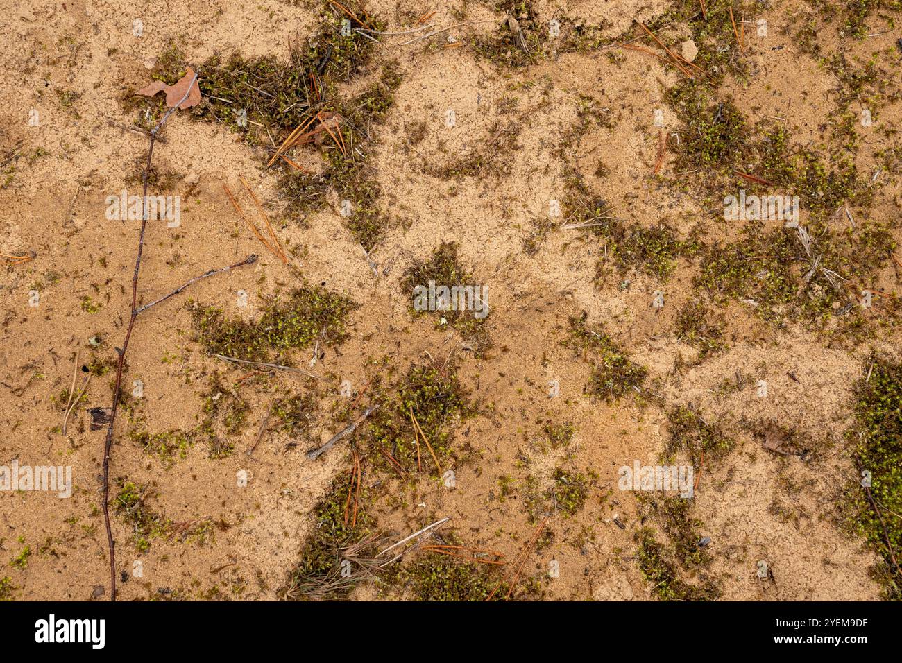 Natural autumn forest ground Stock Photo - Alamy