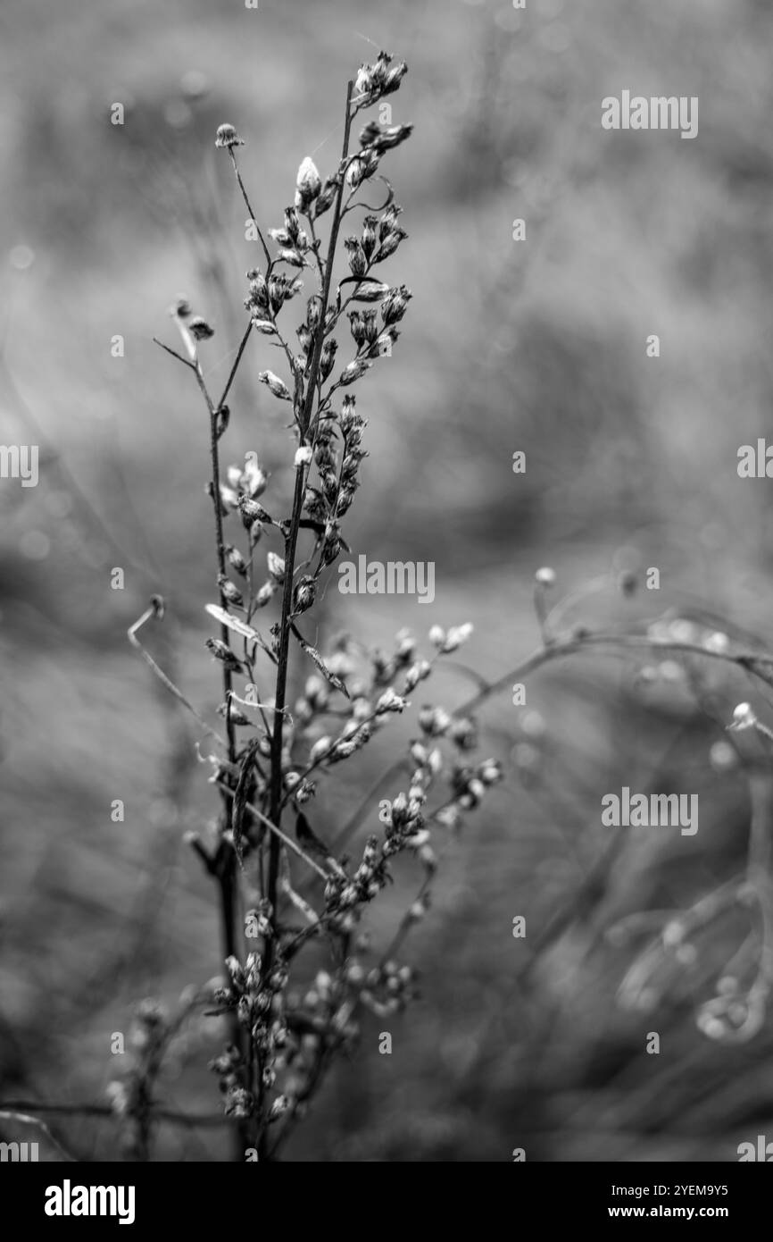 Warm floral background Black and White Stock Photos & Images - Alamy