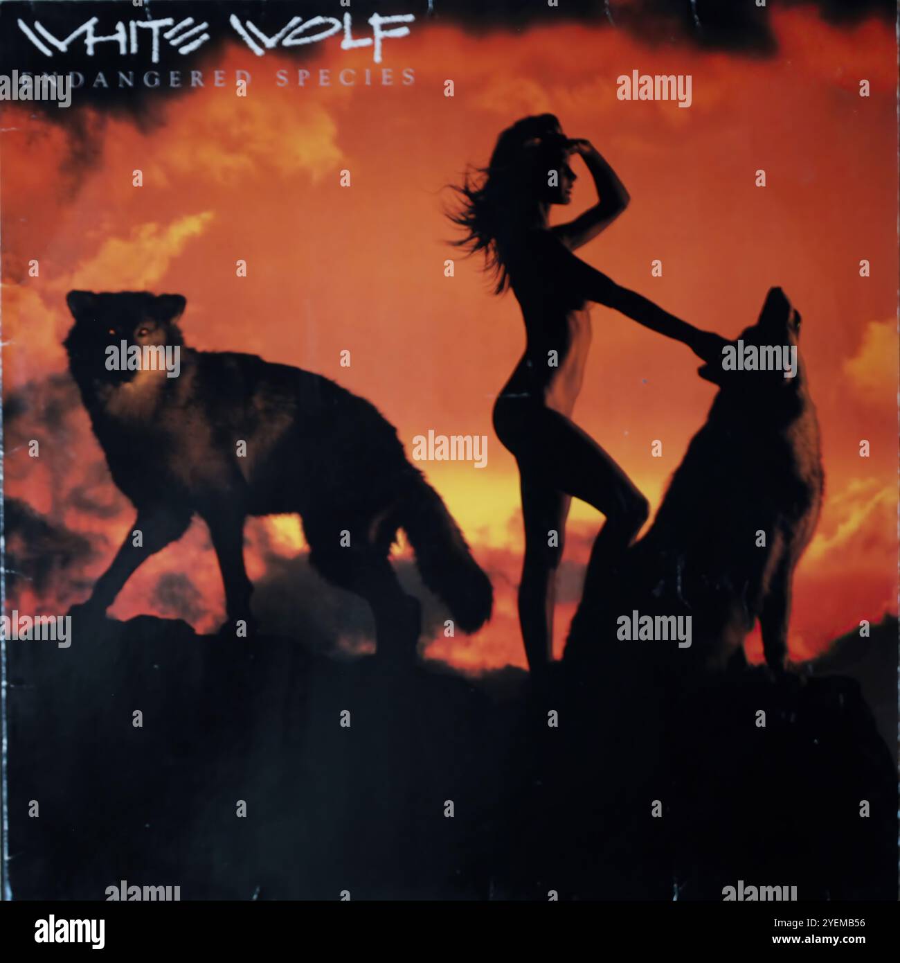 White Wolf - Endangered Species - Original Vinyl Cover Stock Photo - Alamy