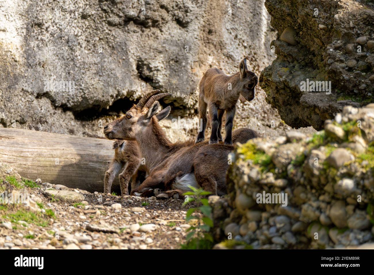 Alpine Capra Ibex young calf playing with and standing on laying mother ...