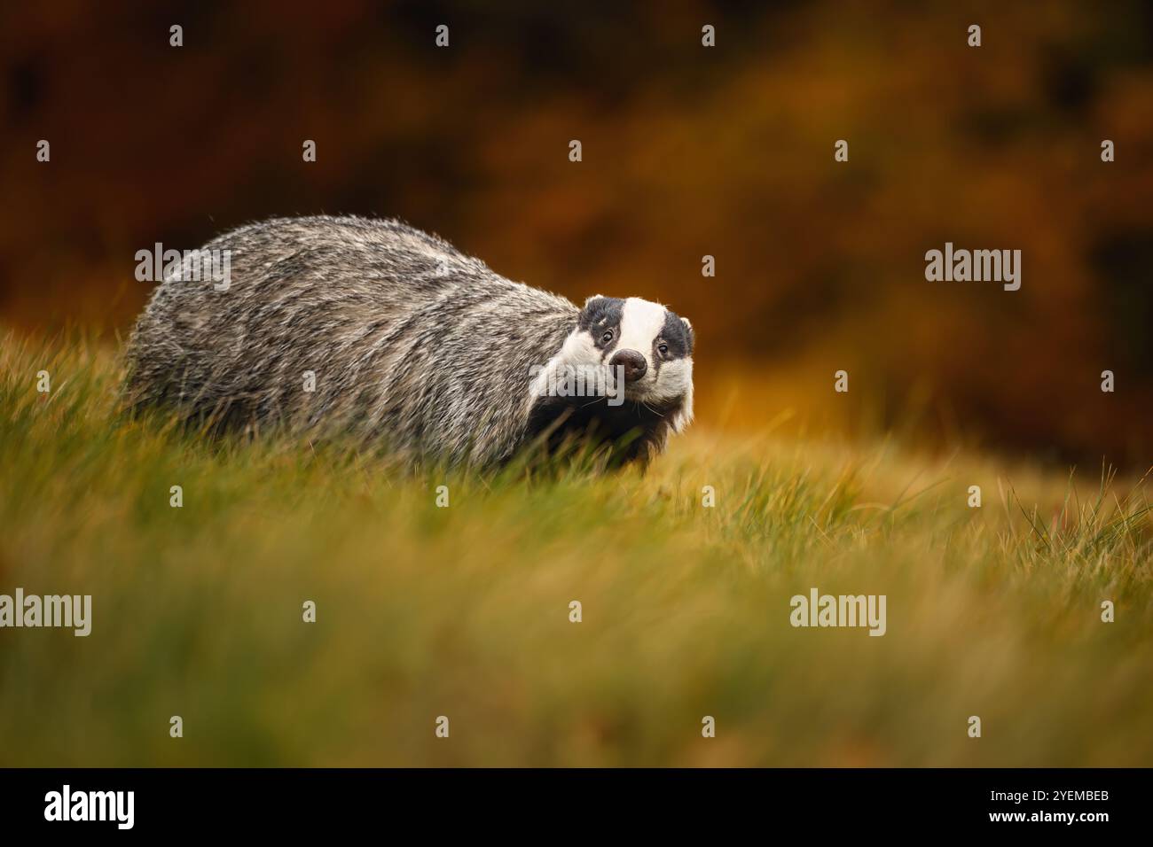 The wood badger ran out of the forest into the meadow Stock Photo - Alamy