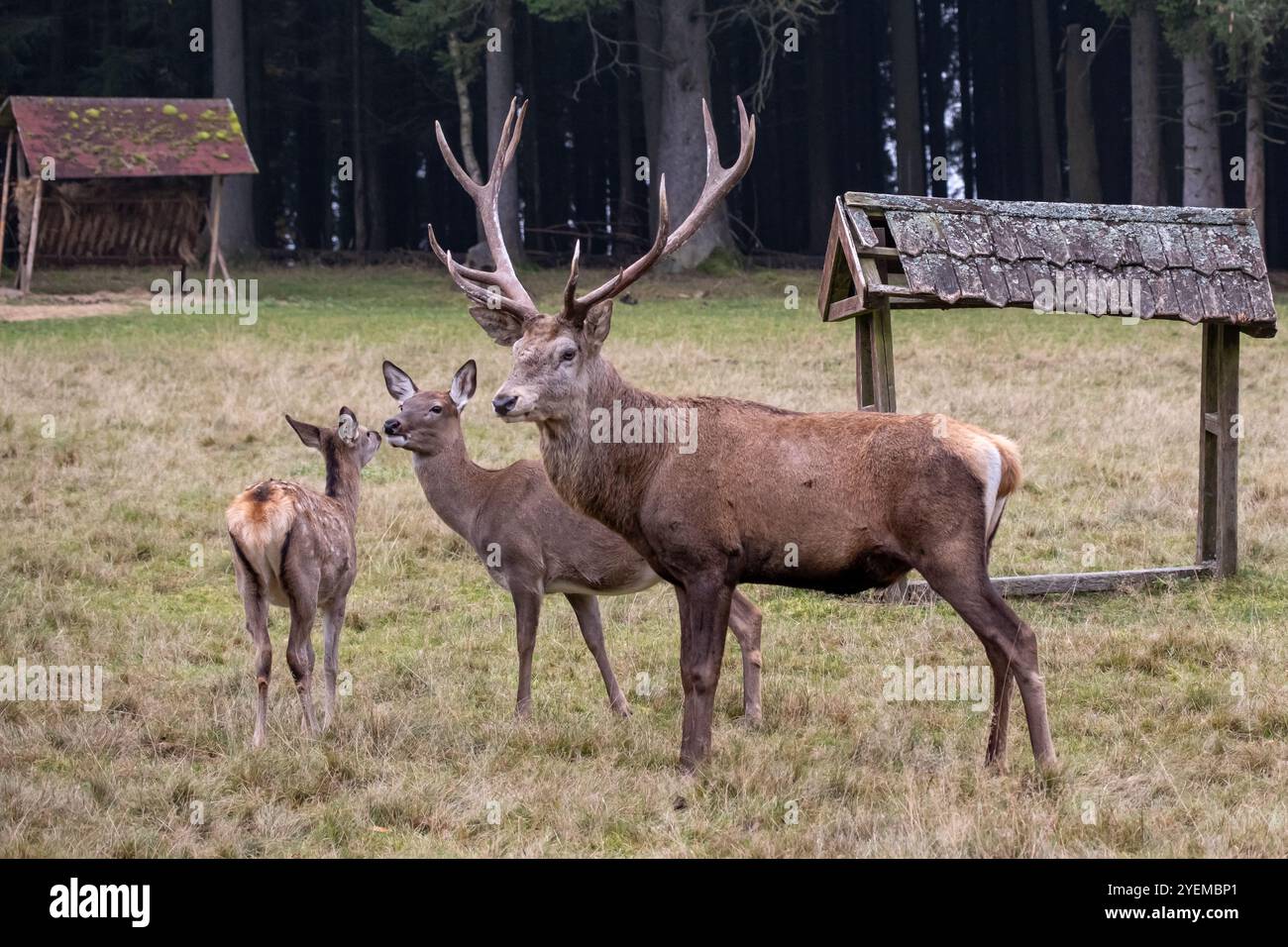 A fallow-deer with his family in Nature Park Stock Photo - Alamy