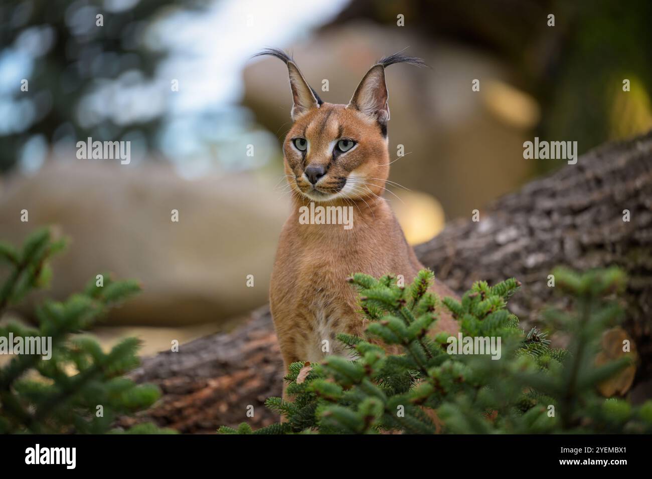 Caracalcamouflage hi-res stock photography and images - Alamy