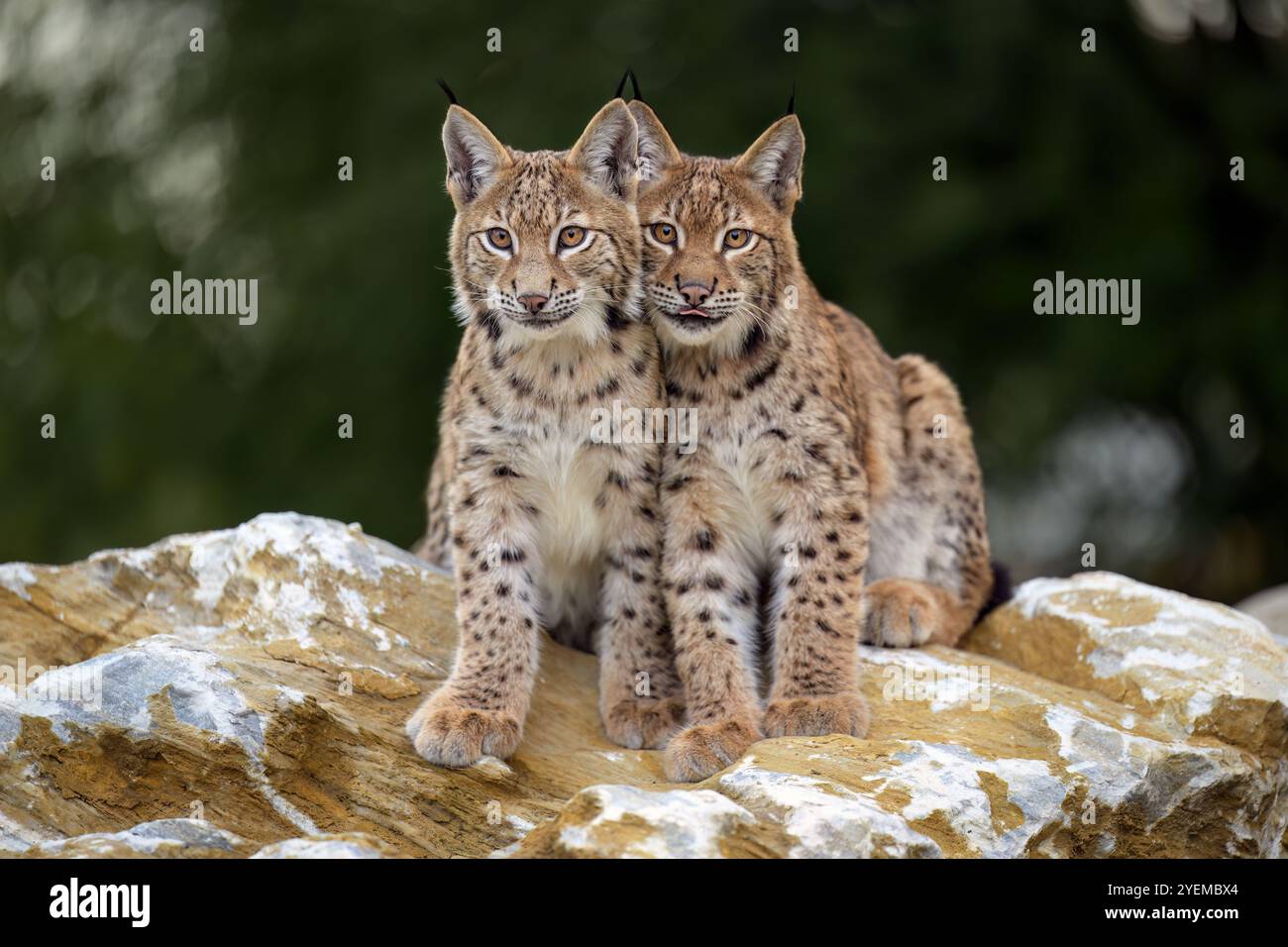 Photographing adorable Eurasian lynx cubs Stock Photo - Alamy