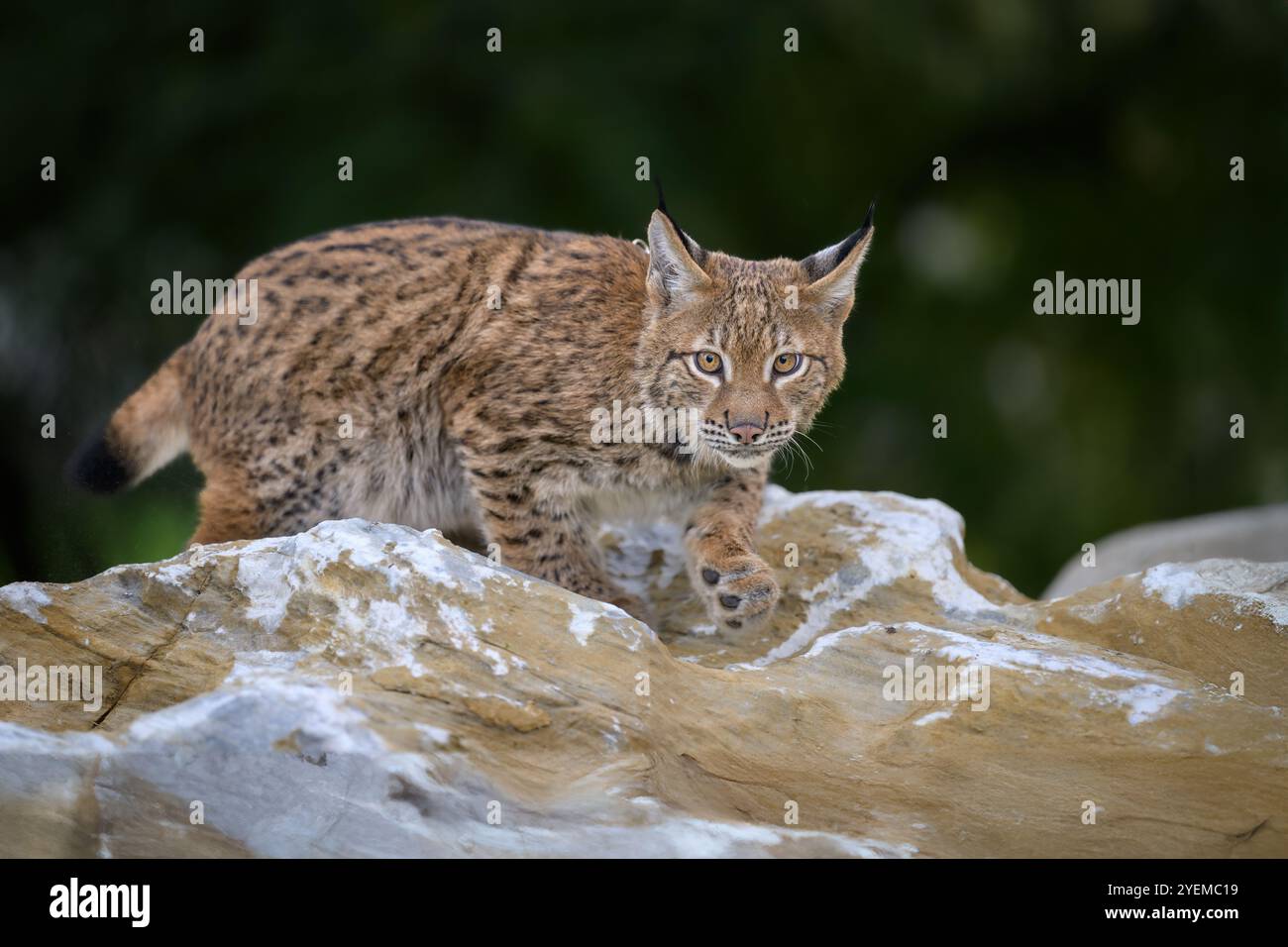 Photographing adorable Eurasian lynx cubs Stock Photo - Alamy