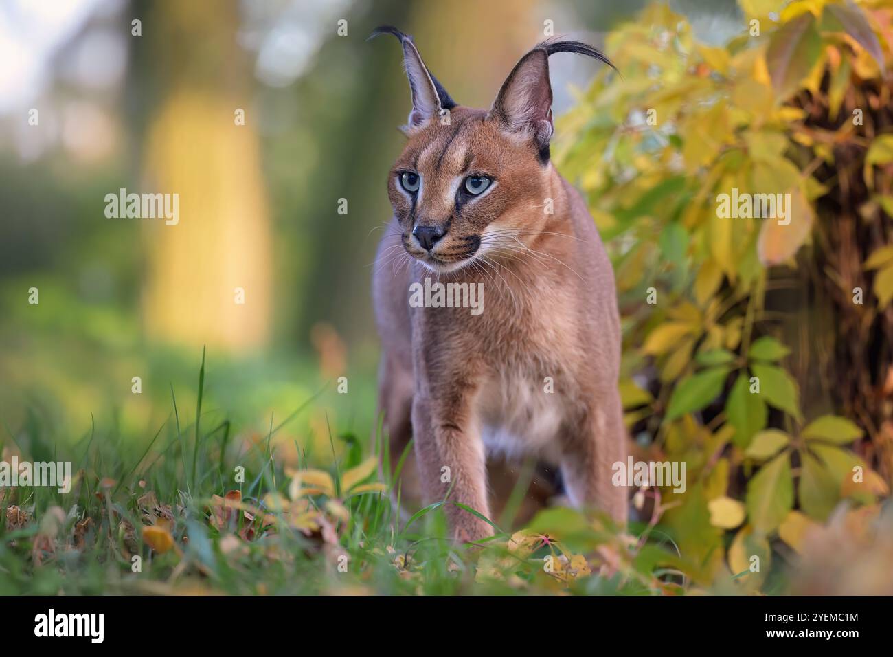Caracalview hi-res stock photography and images - Alamy