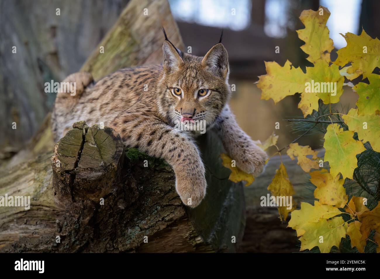 Photographing adorable Eurasian lynx cubs Stock Photo - Alamy