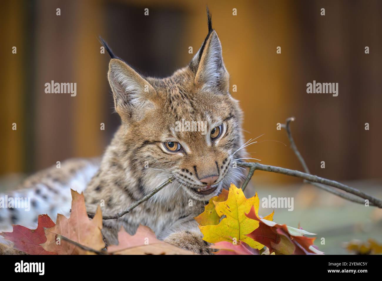 Photographing adorable Eurasian lynx cubs Stock Photo - Alamy