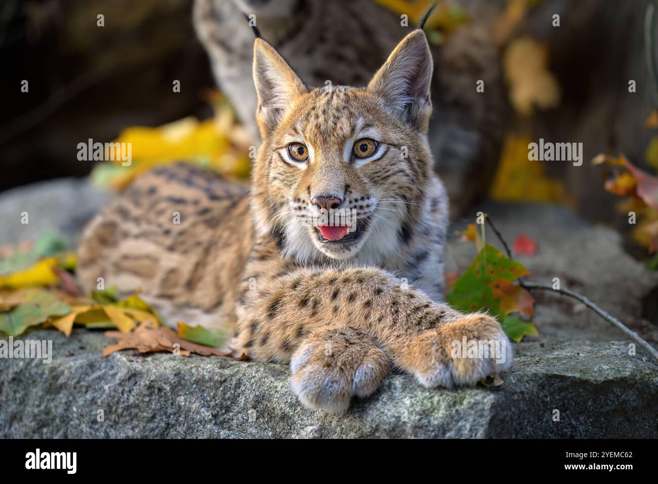 Eurasian lynx lynx lynx ear hi-res stock photography and images - Alamy