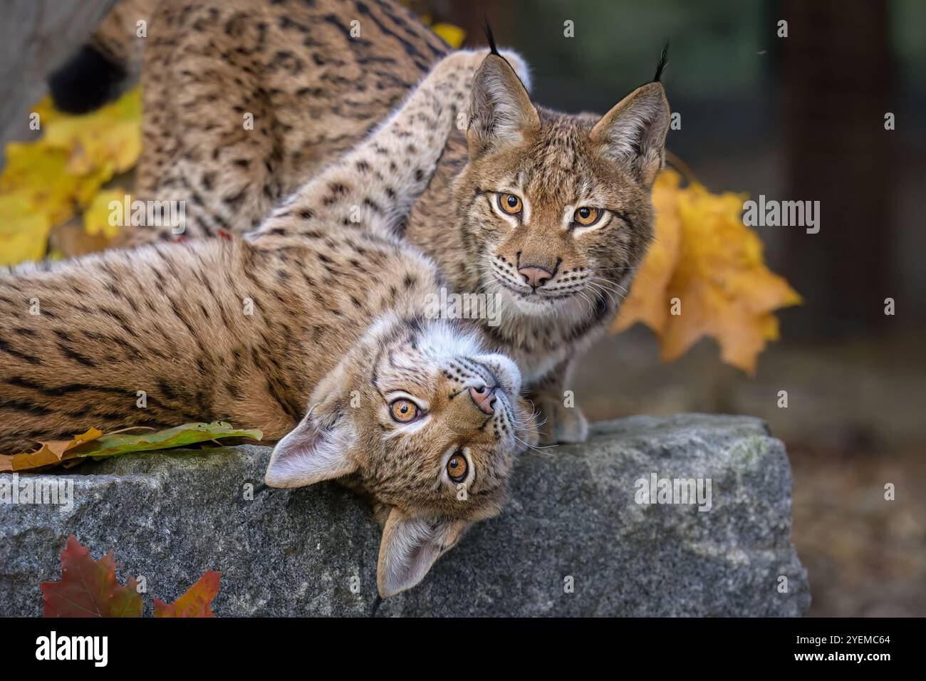 Photographing adorable Eurasian lynx cubs Stock Photo - Alamy