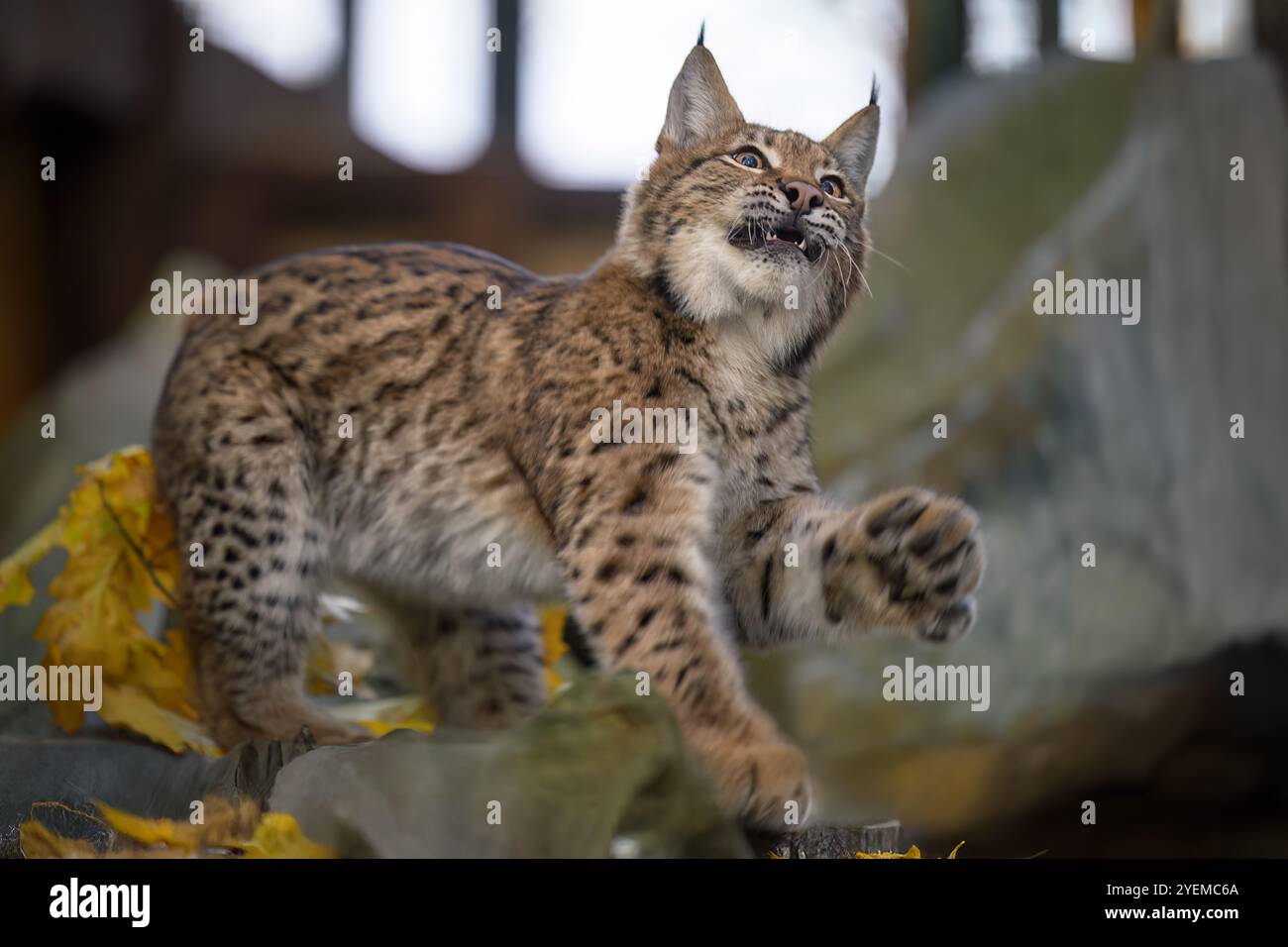 Photographing adorable Eurasian lynx cubs Stock Photo - Alamy