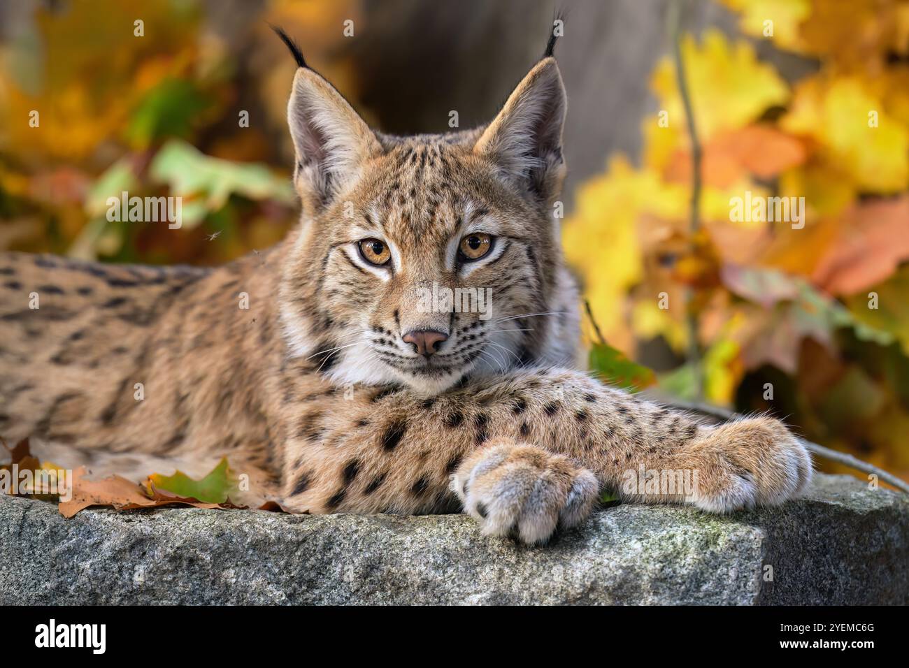 Photographing adorable Eurasian lynx cubs Stock Photo - Alamy