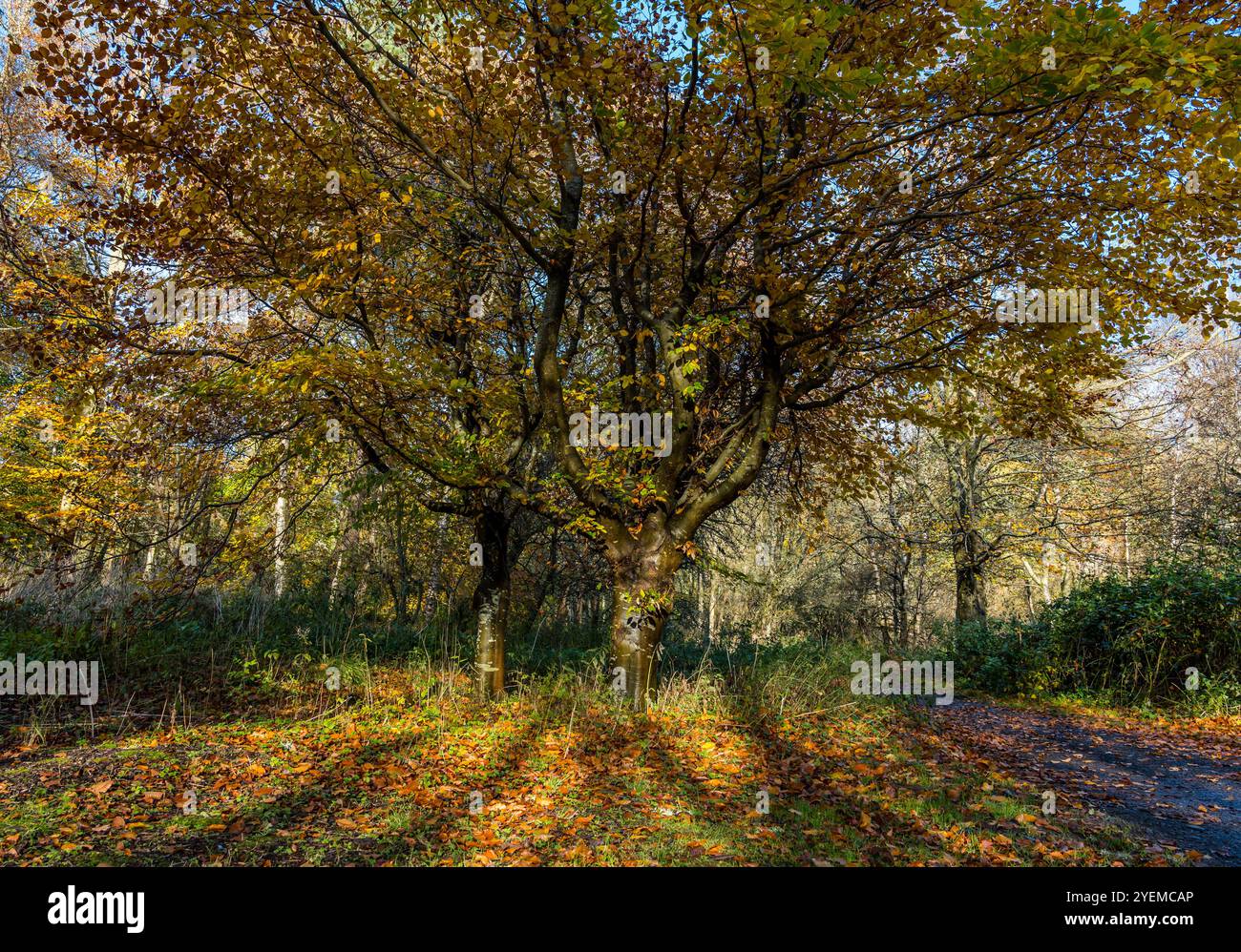 Beech woodland shadows hi-res stock photography and images - Alamy