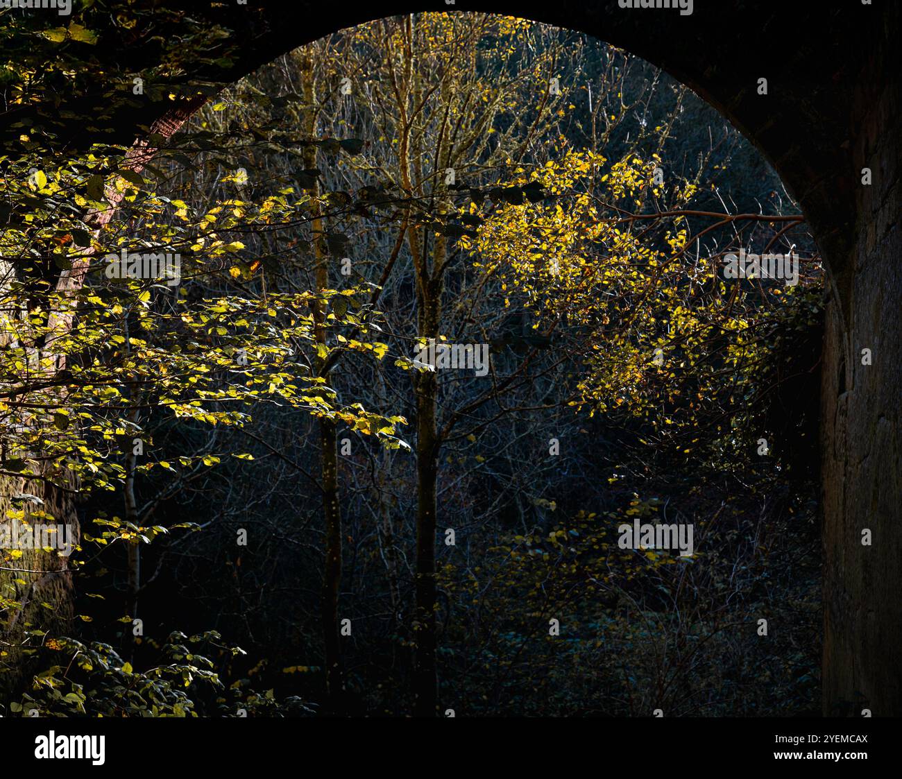 Autumn trees in an old stone arch, Roslin Glen, Midlothian, Scotland ...