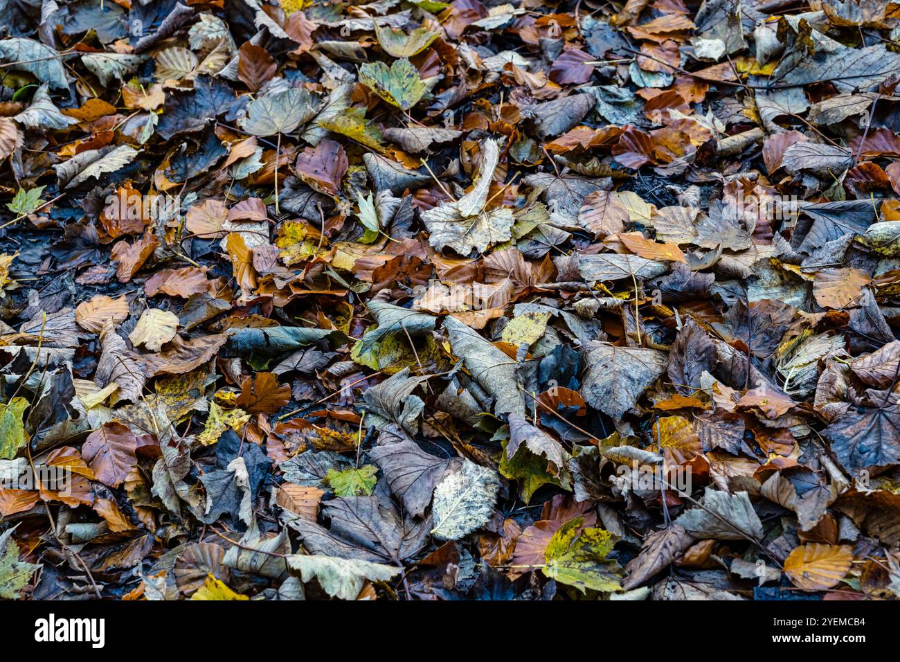 Autumn fallen leaves ground hi-res stock photography and images - Alamy