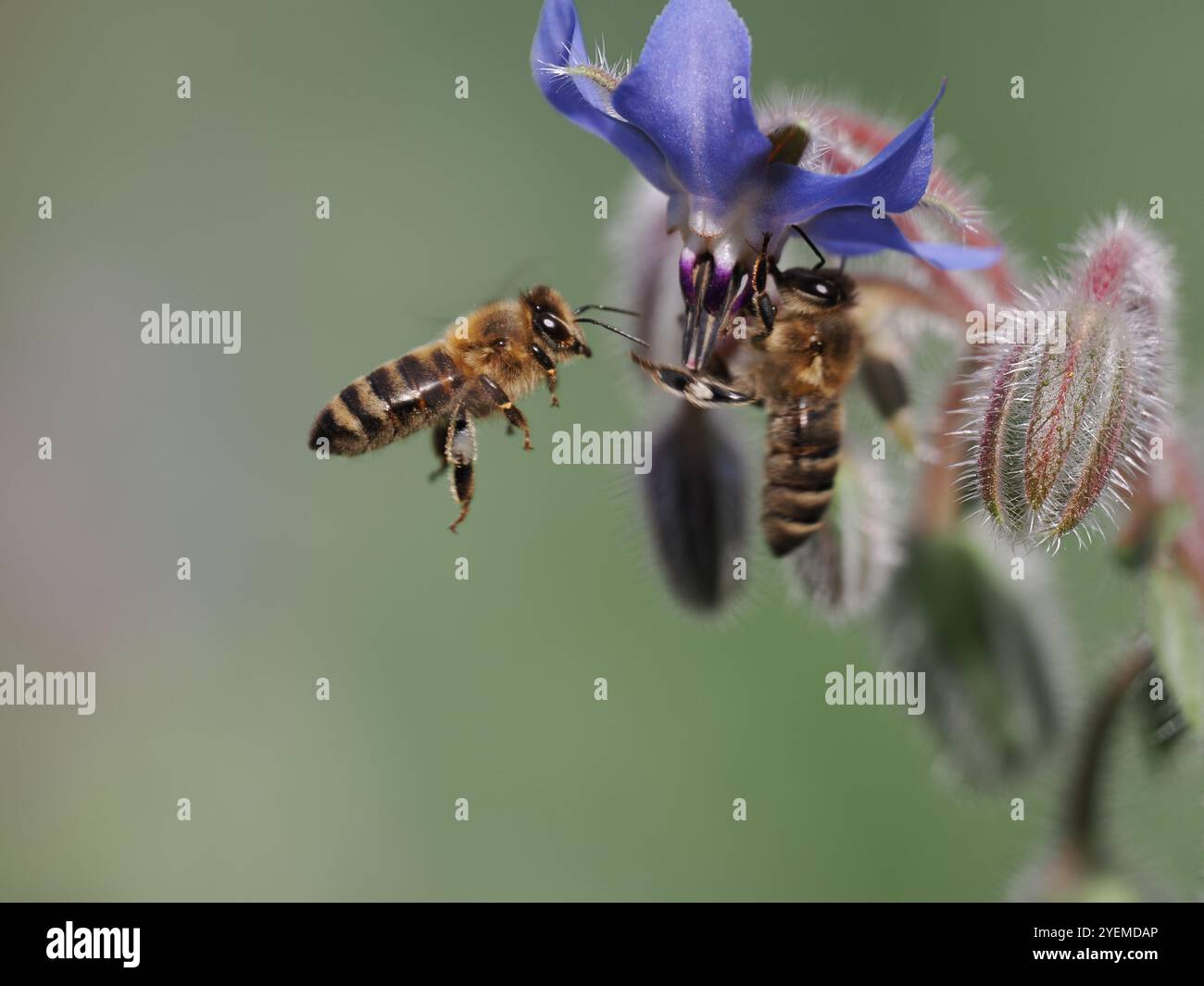 Honey Bees on Borage Stock Photo - Alamy