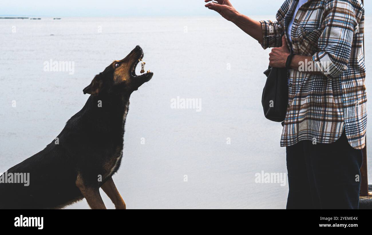 Kindness trust stray dog hi-res stock photography and images - Alamy