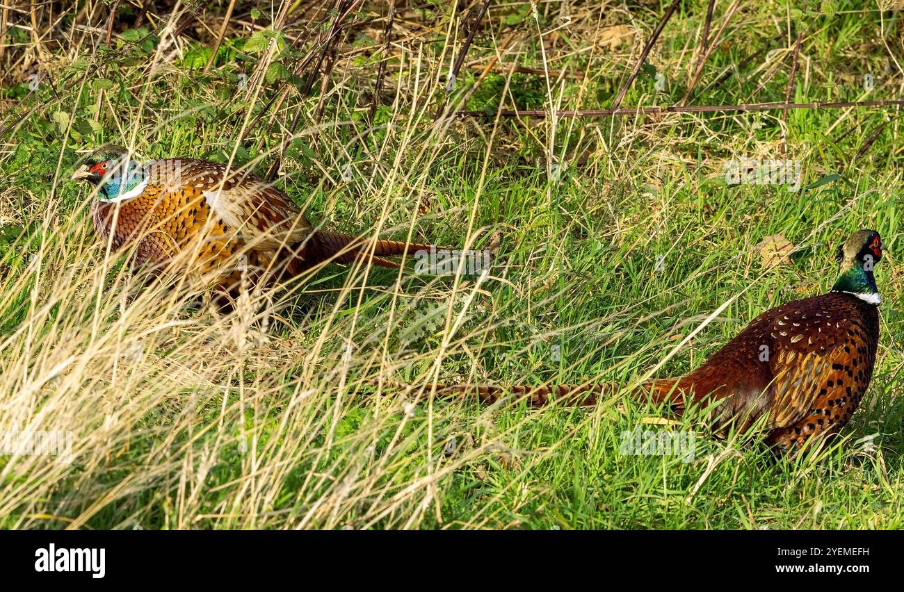 Pheasant holyrood park edinburgh hi-res stock photography and images - Alamy
