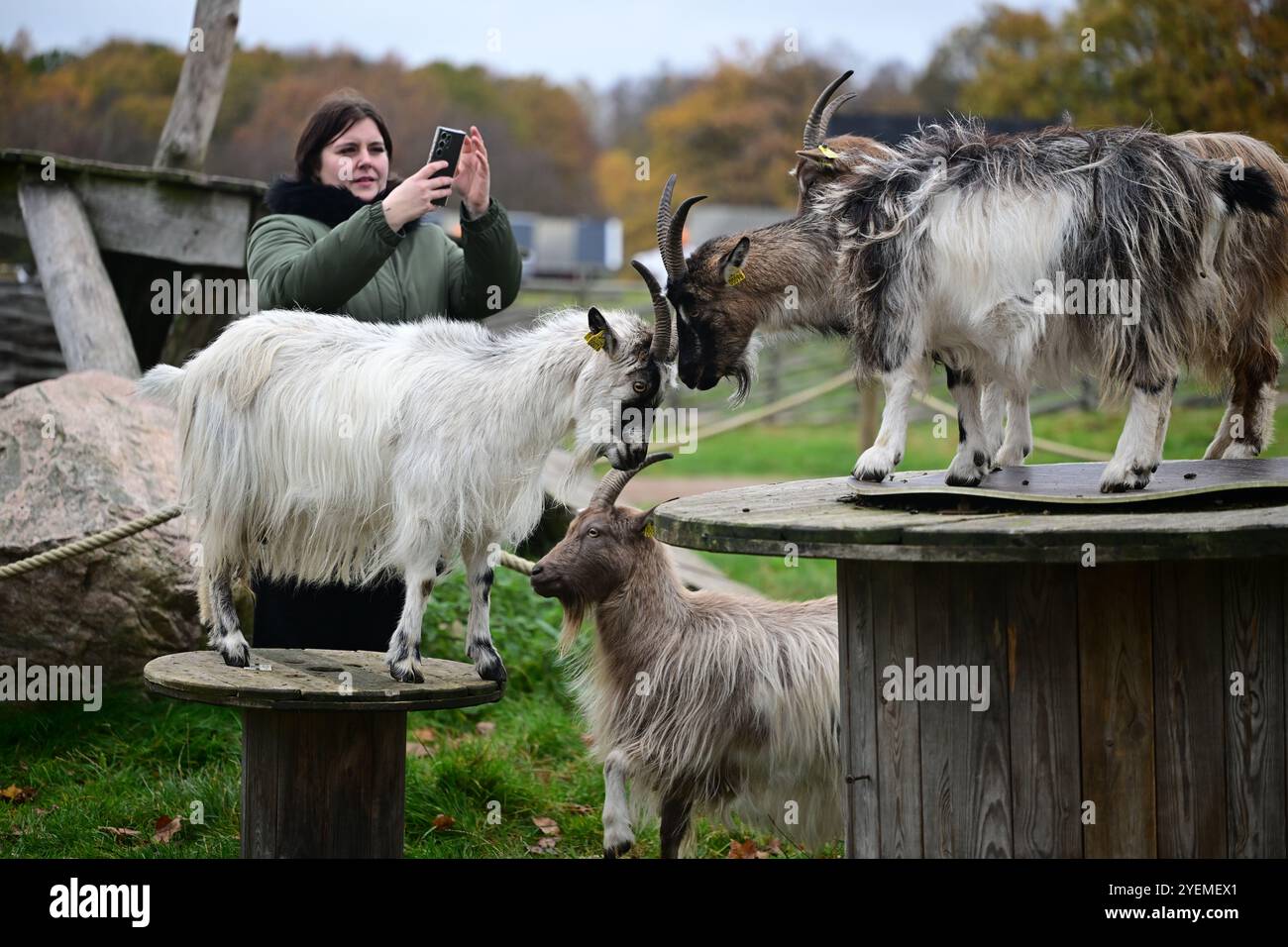Skånes djurpark sweden hi-res stock photography and images - Alamy