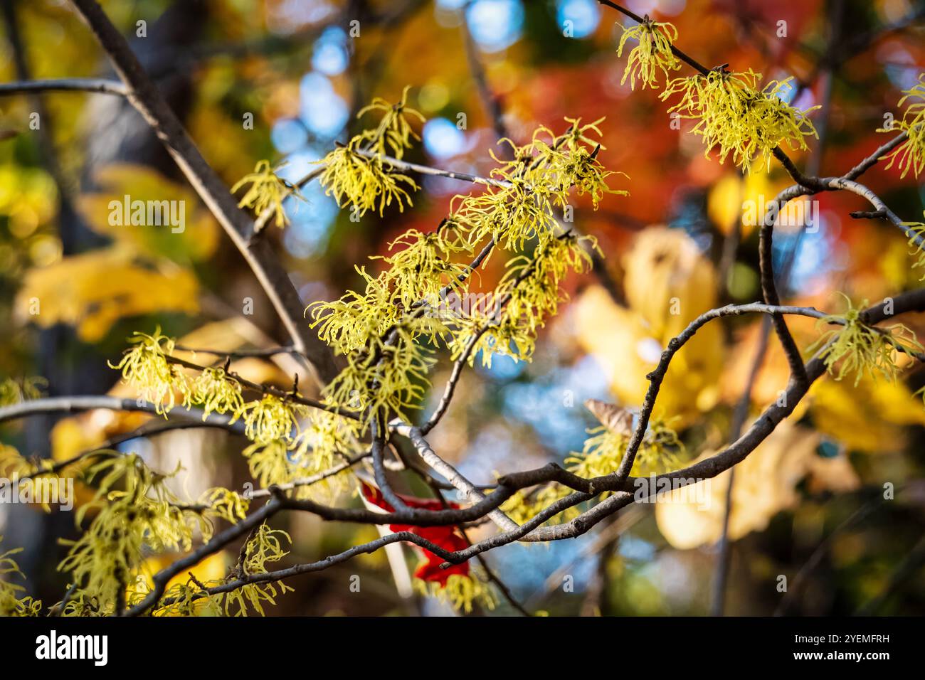 Witch hazel flowers are blooming with fall colors of forest in Toronto ...