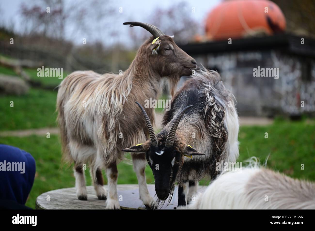 Höör, Skåne, Sweden. October 31 2024. Halloween at Skånes djurpark ...