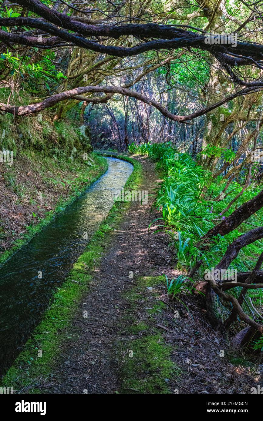 The beautiful trail PR6 Levada das 25 Fontes in Madeira during summer ...