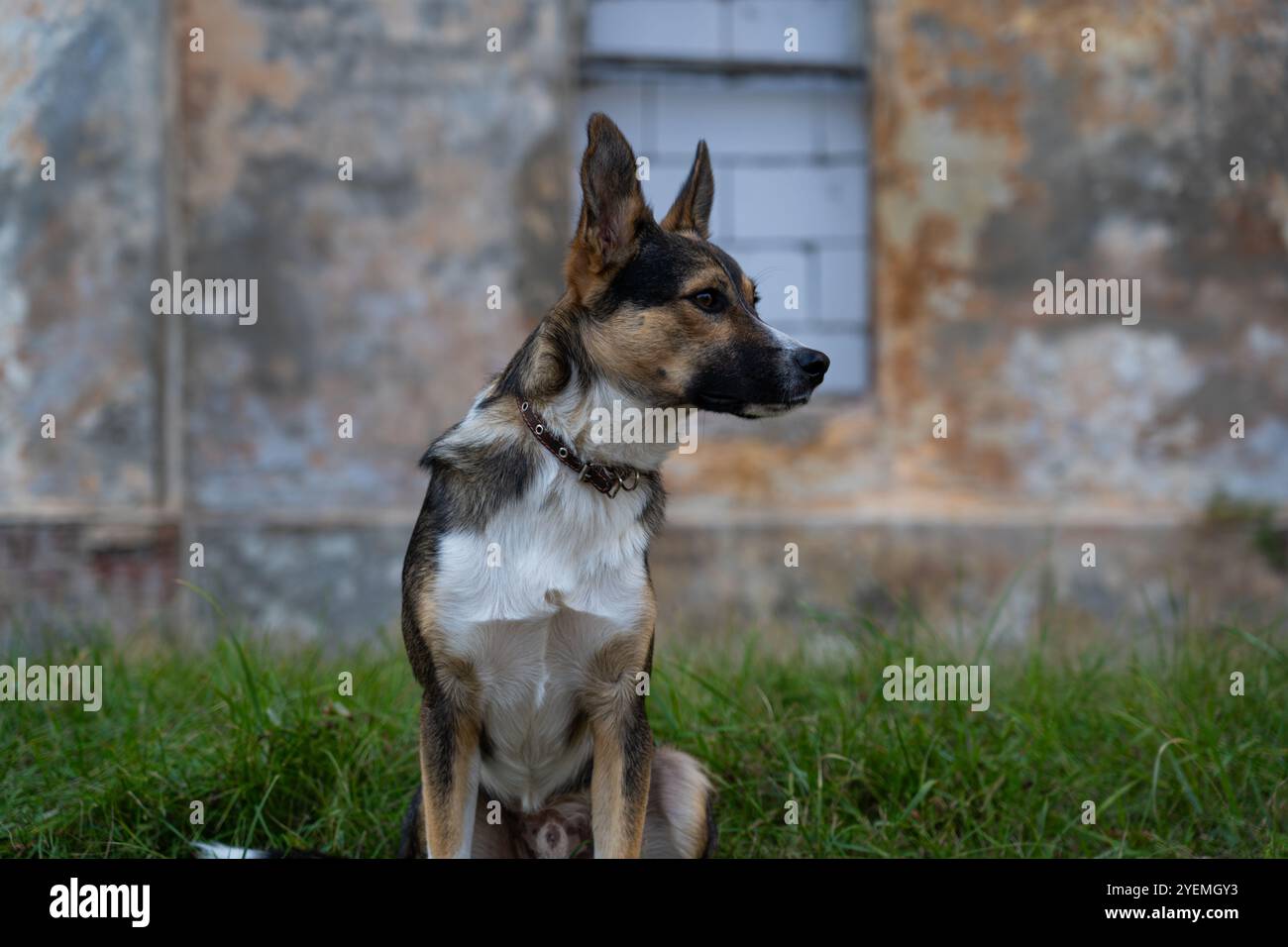 The yard dog looks attentively into the distance. The dog is sitting ...
