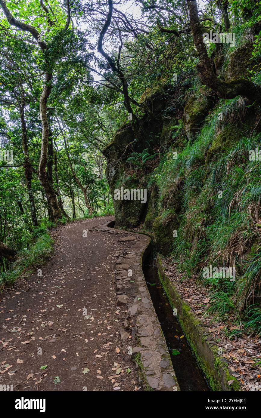 The beautiful trail PR11 Levada dos Balcoes in Madeira, Portugal Stock ...