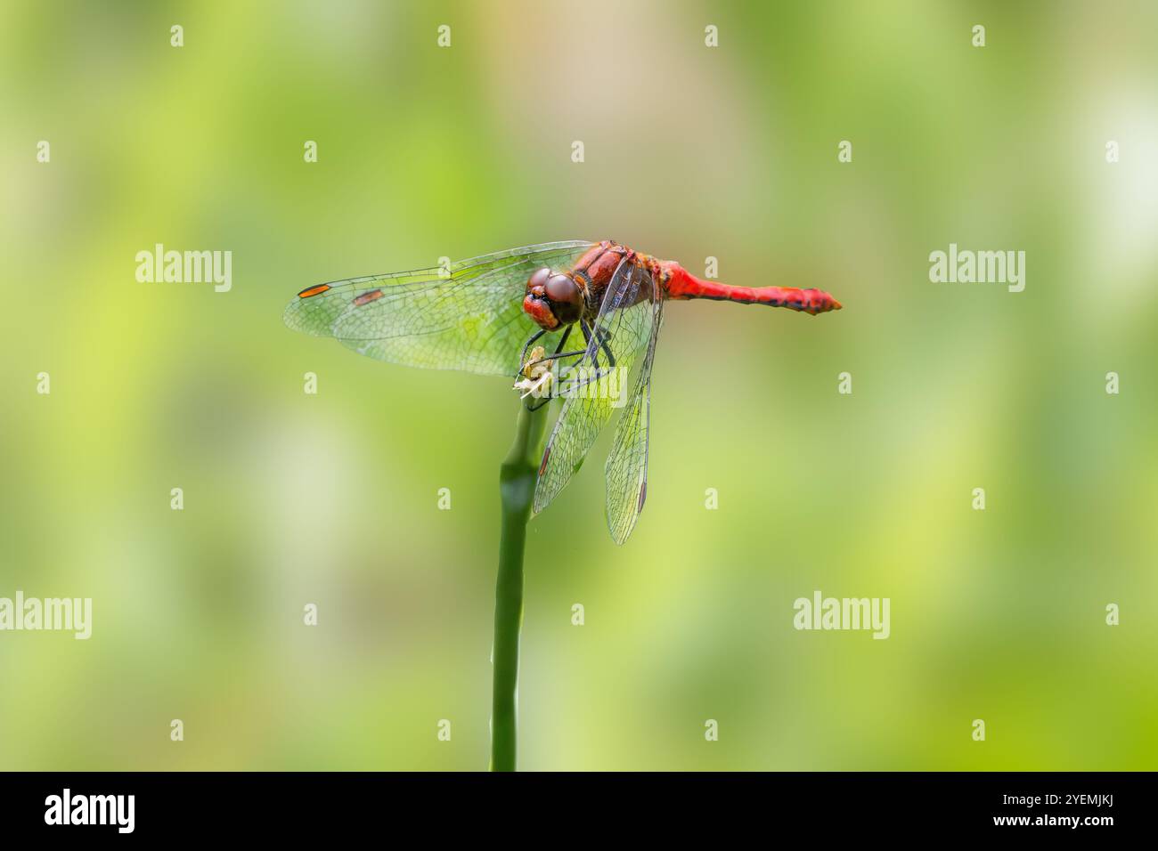 Resting biotope hi-res stock photography and images - Alamy
