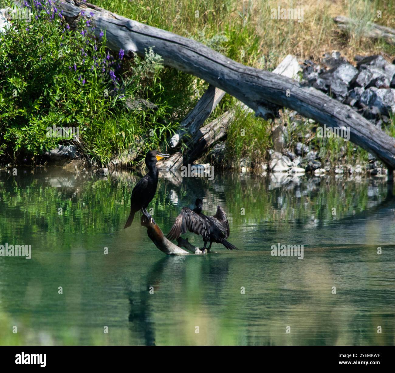 Wild animals mating hi-res stock photography and images - Alamy