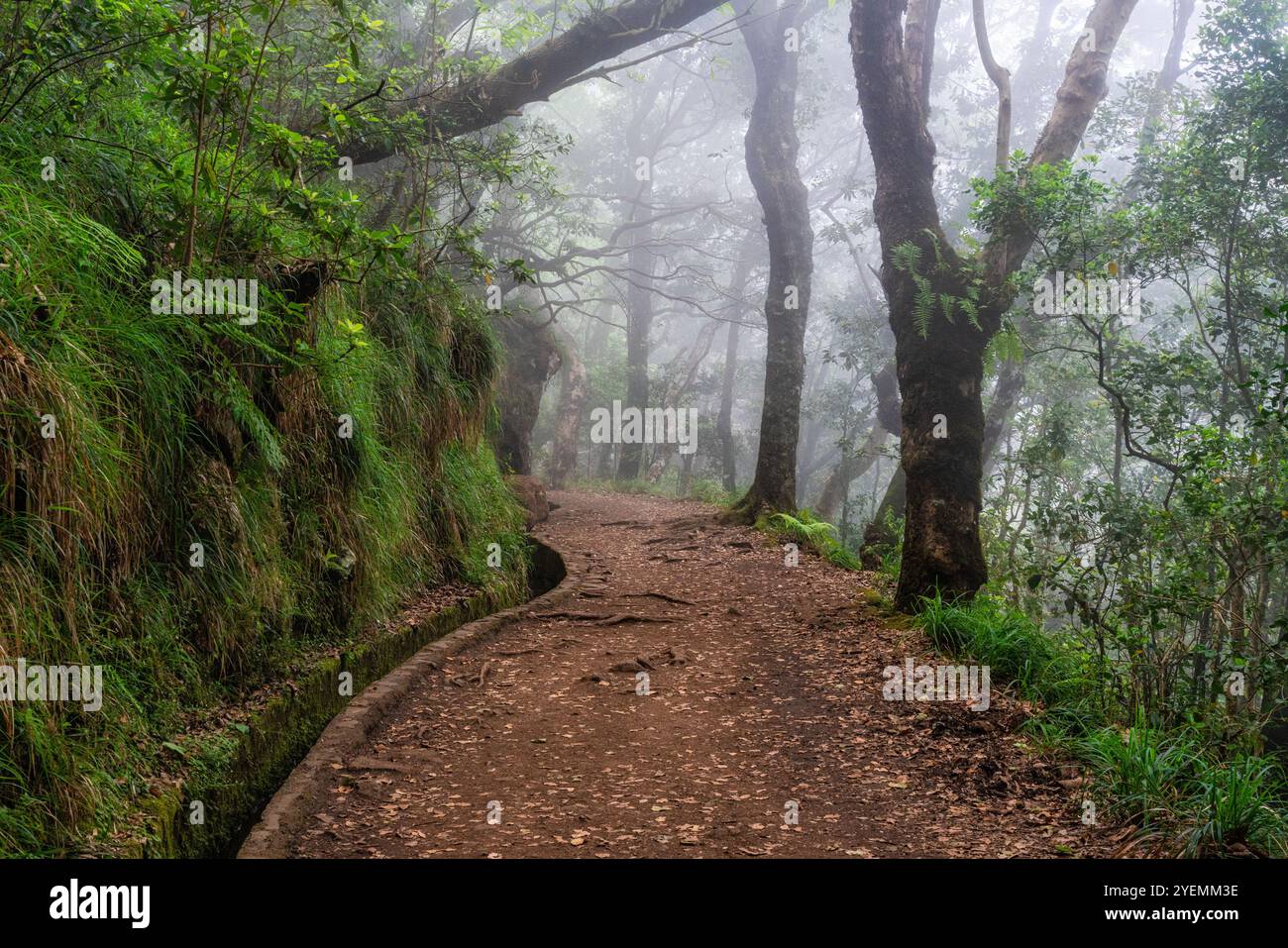 The beautiful trail PR11 Levada dos Balcoes in Madeira, with a foggy ...