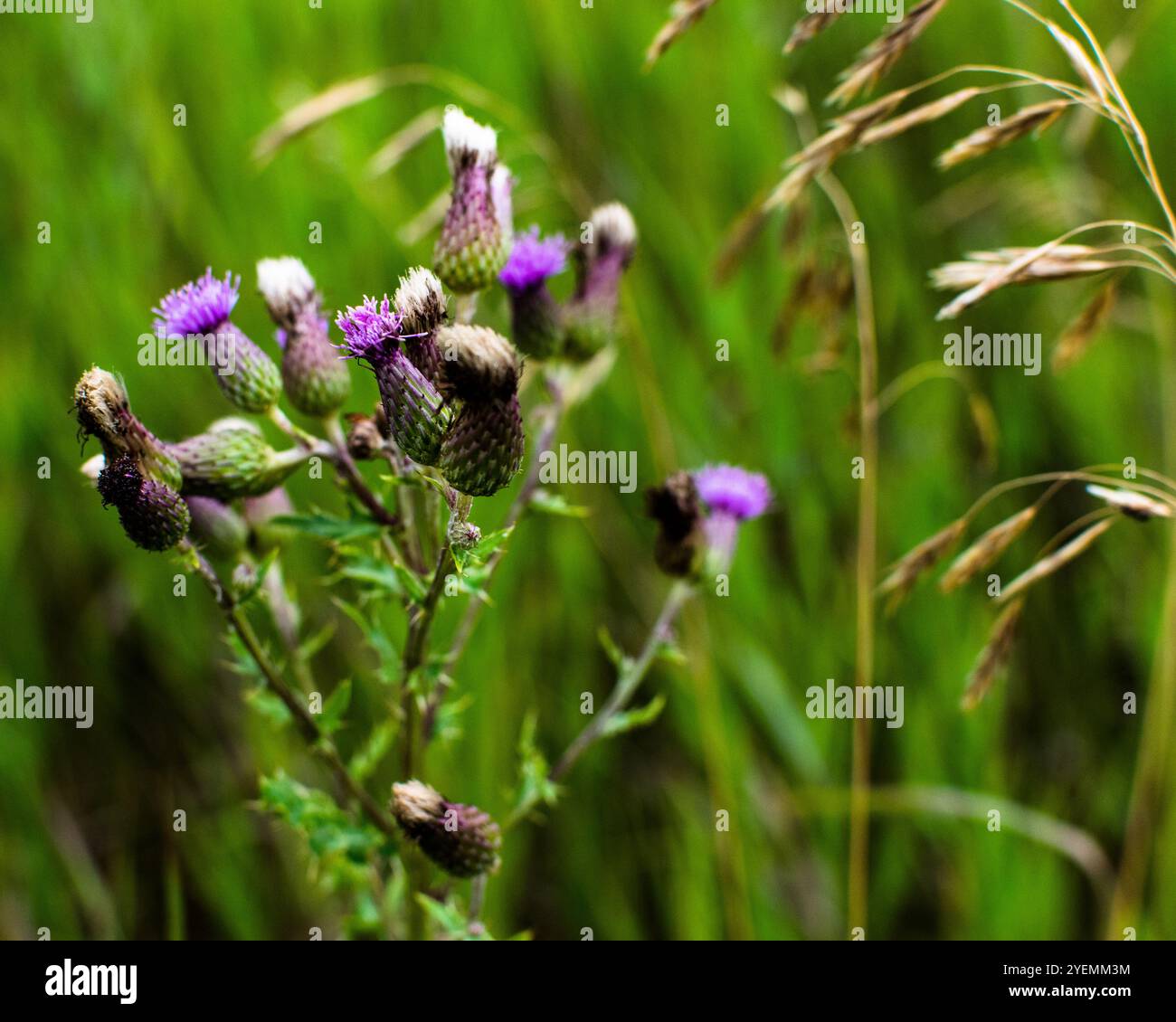 Vibrant thistle blooms hi-res stock photography and images - Alamy