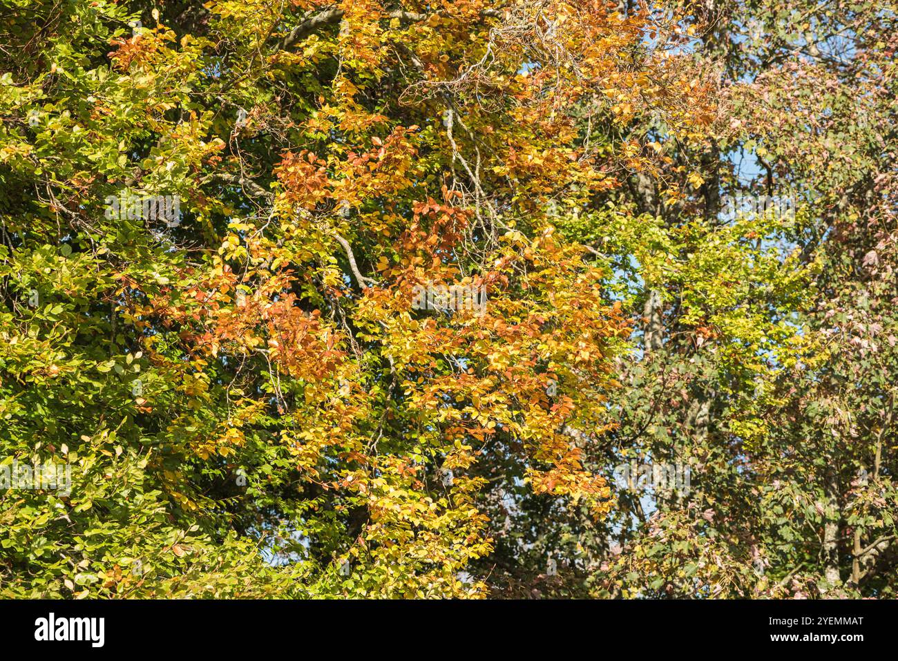 Autumnal colour: leaves of a Beech tree (Fagus sylvestris) on Box Hill ...